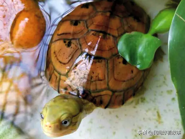 Folk Strange Stories: Golden Tortoise Guards Against Disaster - story ...