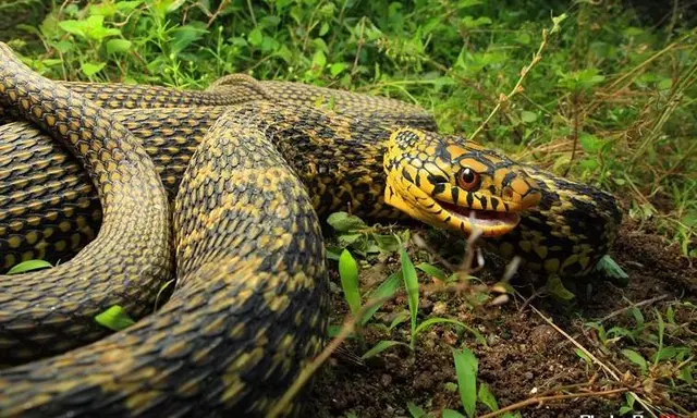 Is the cauliflower snake the "king of ten thousand snakes"? It's not ...