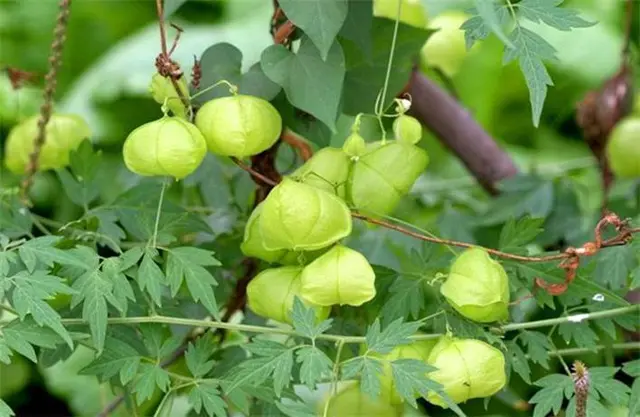 What is the usefulness of the common falling bells in southern my ...