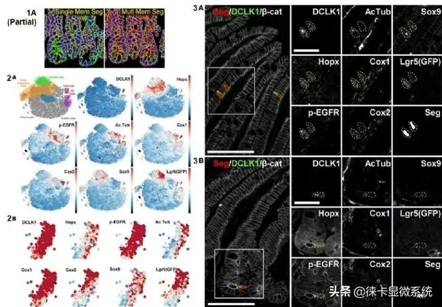 Cell DIVE | Unlock single-cell spatial proteomics analysis skills ...