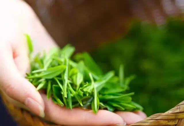 Why did the jasmine tea, which was beaten by the southerners into the ...