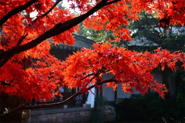 How to raise red maple correctly? Pleasant sun, acid, and pest control ...