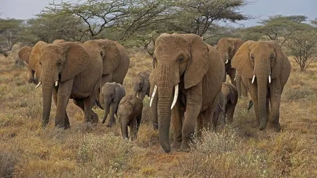 Top Ten Unsolved Mysteries of the World (5) Elephant Cemetery - history ...