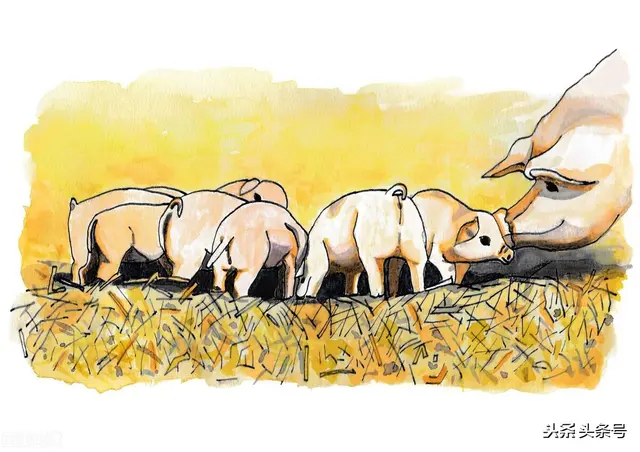 The story of a wolf and two pigs. This wolf ate a pig and another pig ...