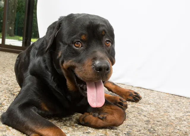 How to feed Rottweiler too thin? - housepet| DayDayNews