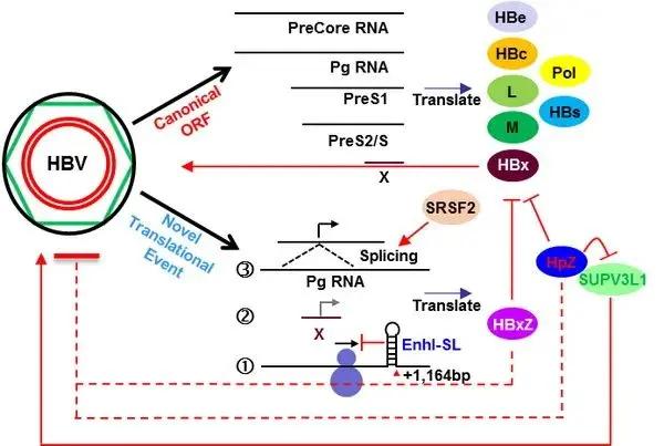 Research reveals new self-limiting mechanism of hepatitis B virus ...