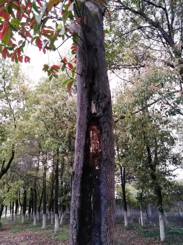 My uncle's name is Yu Le - story| DayDayNews