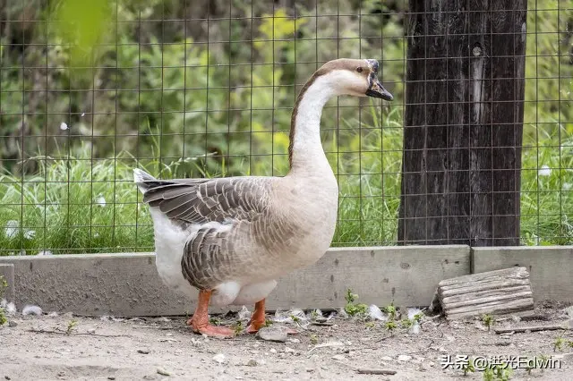 Why does raising geese prevent snakes? Can goose dung really kill ...