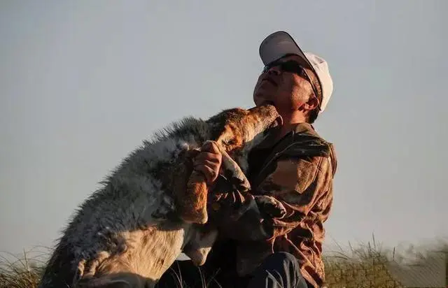 The hunter sets a trap to catch wolves, but is calculated by the wolves ...