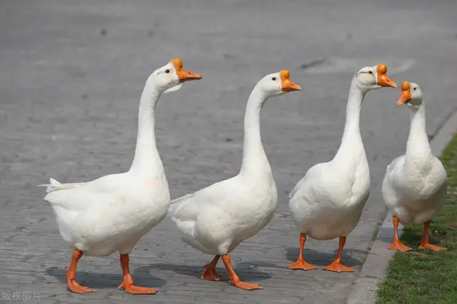 The truth of "Goose Bully": Why are snakes afraid of geese and weasels ...