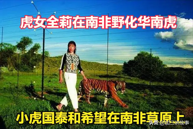 The truth about the Chinese tiger girl Quan Li rewilding the South ...