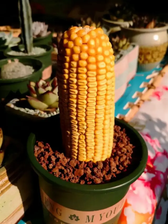 These eight sets of photos of succulent plants perfectly illustrate ...