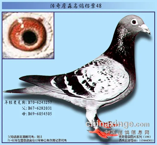 Legendary Janssen Pigeon - White Raven - housepet| DayDayNews