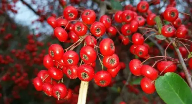 A small red fruit in the countryside was the life-saving food for ...