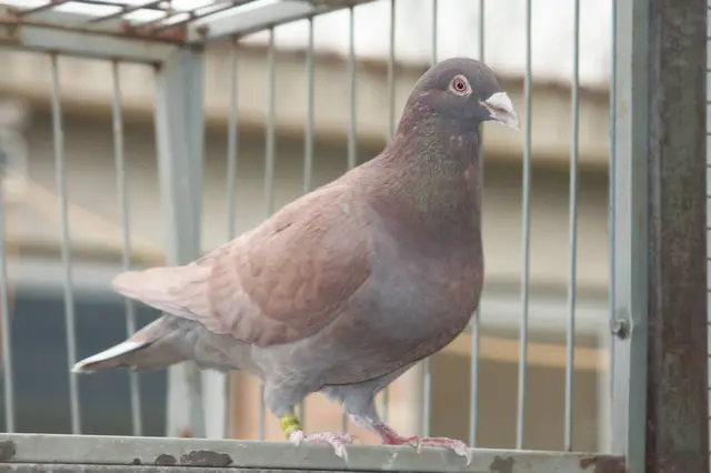 Common characteristics of fast pigeons - housepet| DayDayNews