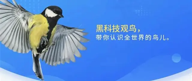 Bird recognition scan, AI bird recognition can know bird information ...