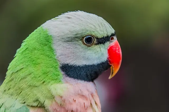 Monocular cold in parrots is a chlamydial infection. It is an acute or ...