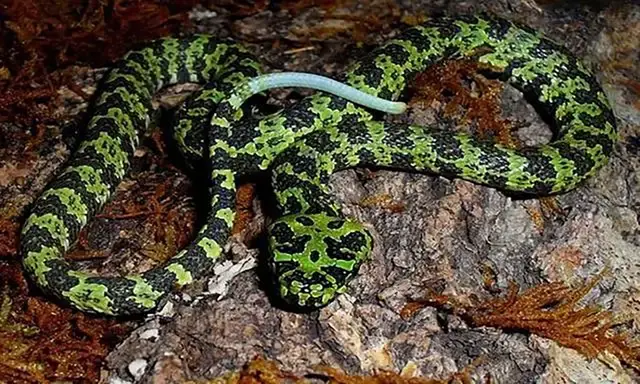 Are more colorful snakes more dangerous? Can color be used as a ...