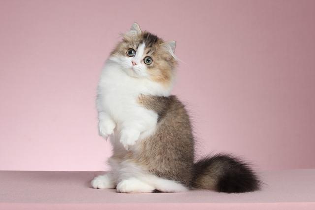 Mankikan's dwarf cats have a lifespan of 10-12 years. Mankikan's dwarf ...
