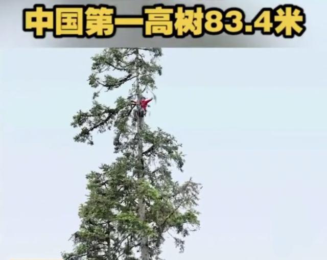 This year, the height of trees in my country has been constantly ...