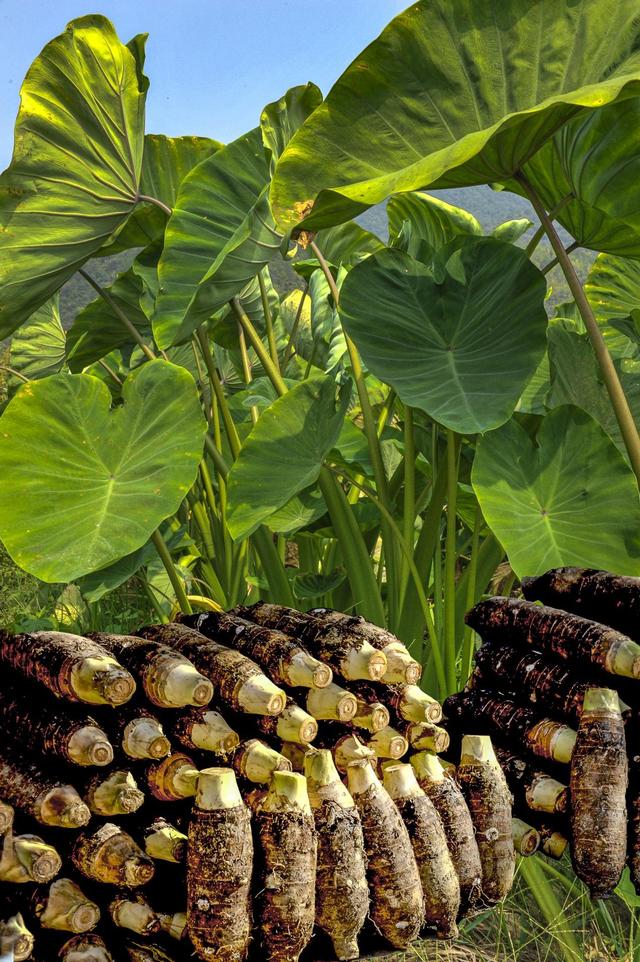 Whether it is the sweet and soft taro sago dew or the fragrant taro ...
