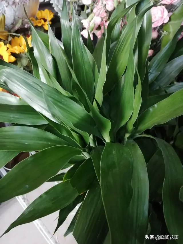 Red spider mite is the most common disease in Lucky Bamboo, so we ...