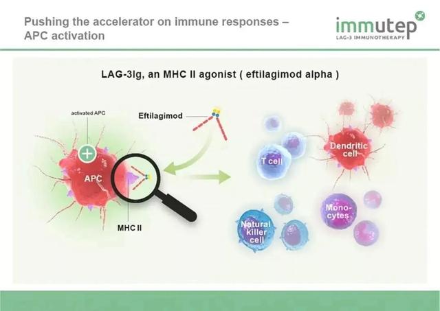 On November 10, 2022, Immutep, a global biotechnology company dedicated ...