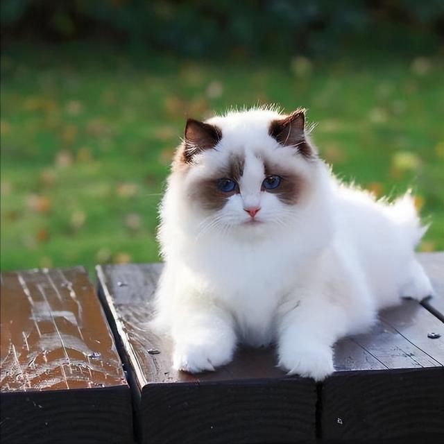 The long and elegant hair of the Ragdoll cat adds a lot of points to it ...