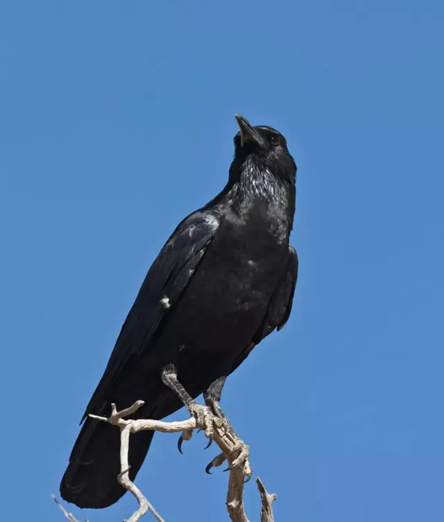 Hello everyone, I am MFLY Xingmu. This article is going to explain the ...