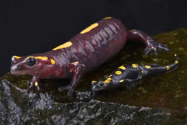 As early as 1768, doctors discovered the limb regeneration ability of ...