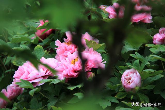 During the Qianlong period of the Qing Dynasty, Luoyang County ...