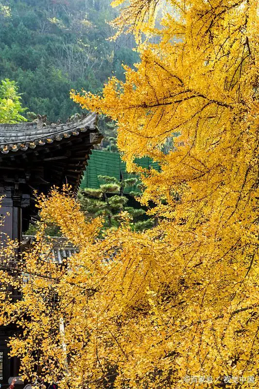 At that time, there were already several women in the Yang family who ...