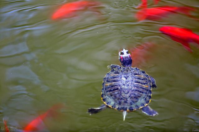 Hello, friends. How can we raise a little Brazilian turtle as a pet to ...