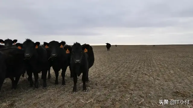 Cows on a farm in the beautiful prairie of Kansas. Heatwaves in Kansas ...