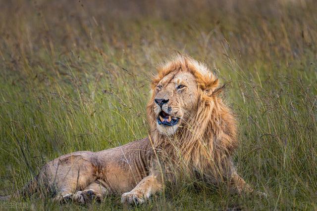 The lion is not the king of the jungle. They are the kings of the ...