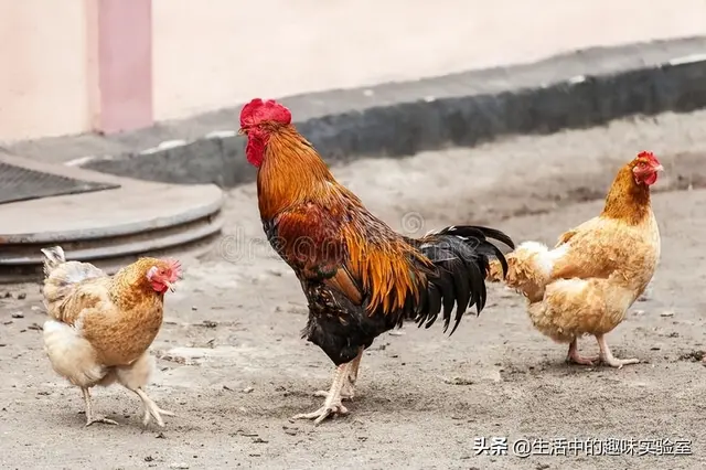 The crowing of the rooster can be traced back to a long time ago. In ...