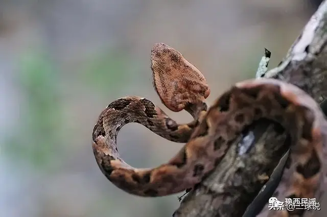 When people say someone is vicious or vicious, the adjective is viper ...