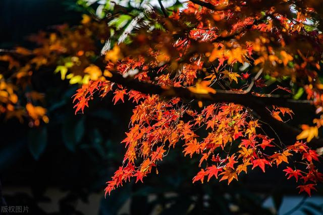 Original: A review of the love in front of Huahua Small Teahouse "Take ...