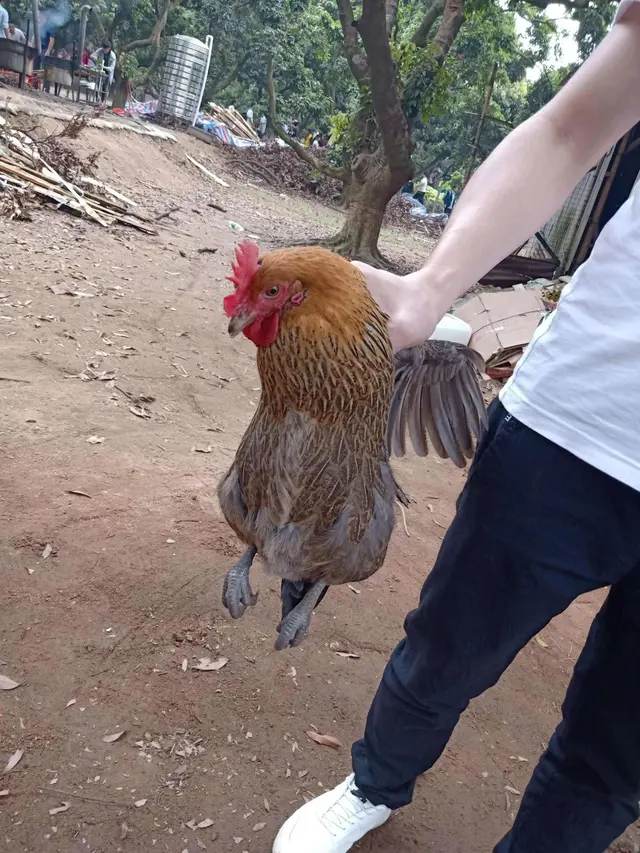 A rooster woke up in the morning and croaked. At dawn, he was caught ...