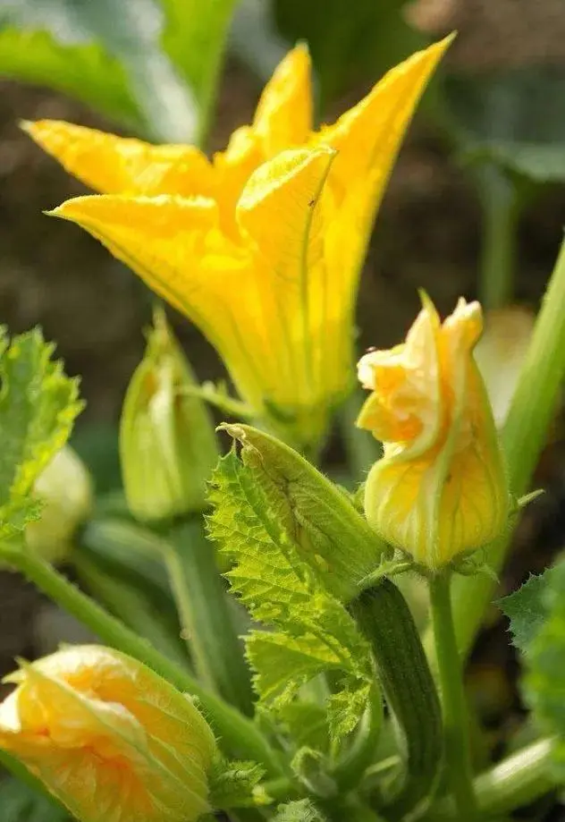 The gourd flowers in the garden in the morning are blooming beautifully ...