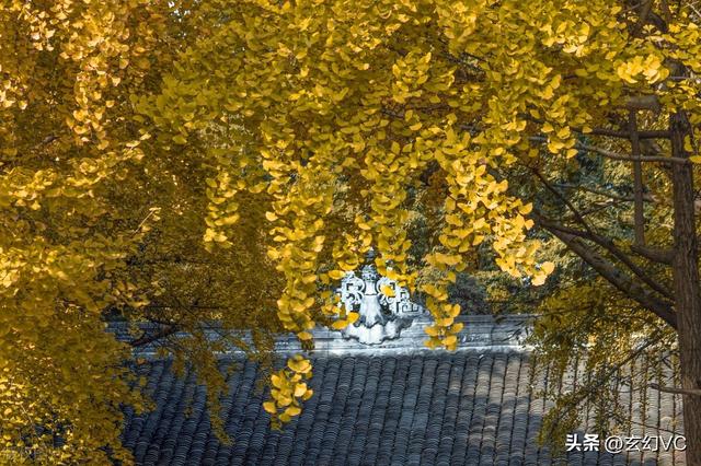 Xu Wenyuan and Chen Linxi were walking slowly on Ginkgo Avenue. The ...