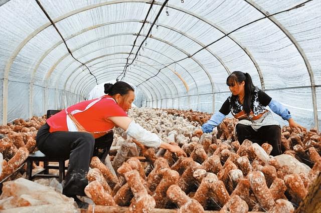 Silkworms traveling on the hillside mushroom shed on TV news, and I ...