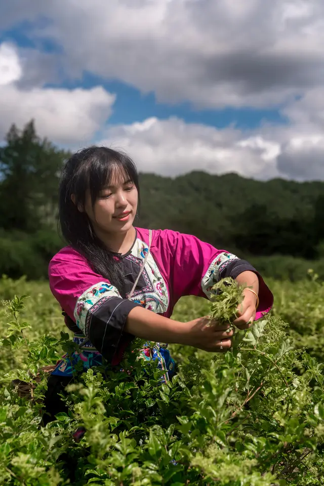 Raspberry tea "fairy tea": Raspberry tea is often also called "vine tea ...