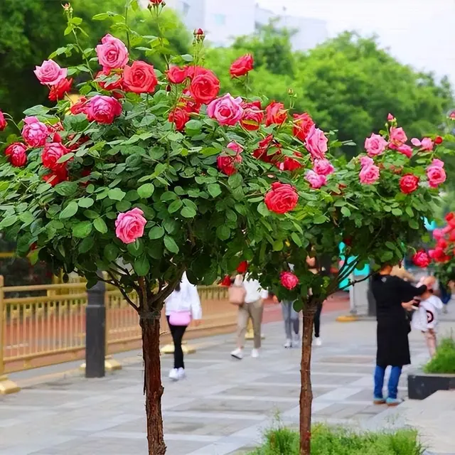 The best-selling rose in the flower market is rose, because rose is the ...