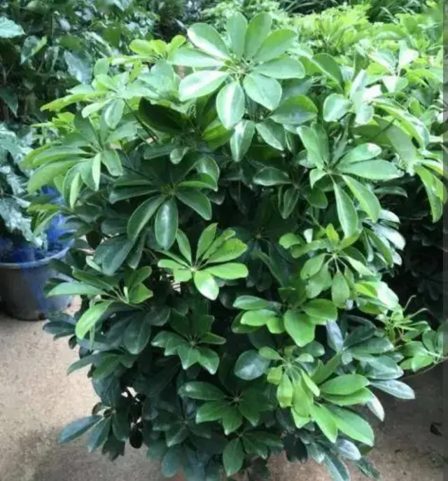 When raising duck's foot trees in summer, remember 4 maintenance "tips ...