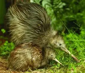 Kiwi can be said to have taken the characteristic of flightlessness to ...