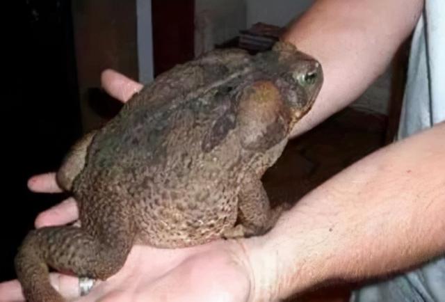 The world“s largest toad is not only huge but also super poisonous ...