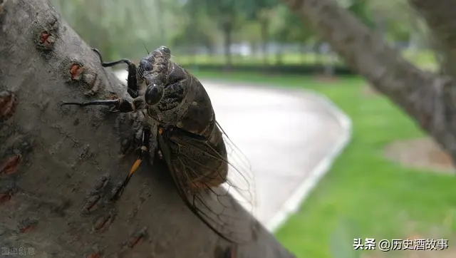 On the banyan tree beside the pond, cicadas are calling for summer ...