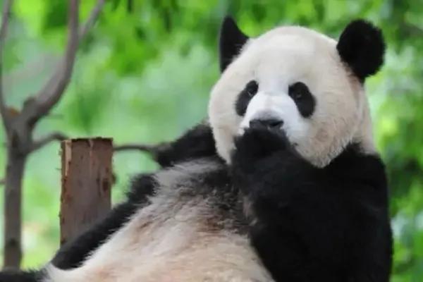 It is said that the natural life span of giant pandas is generally ...