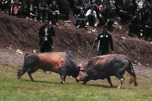 He is often fought by Lu Hushen. Cheng Lingchen, a village near the ...